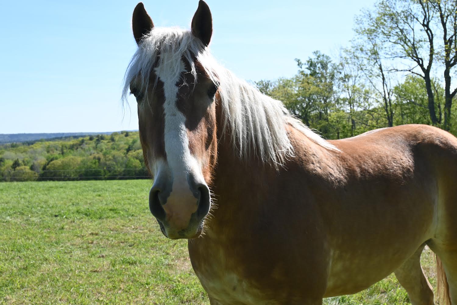 Equine Therapy - Ridge RTC